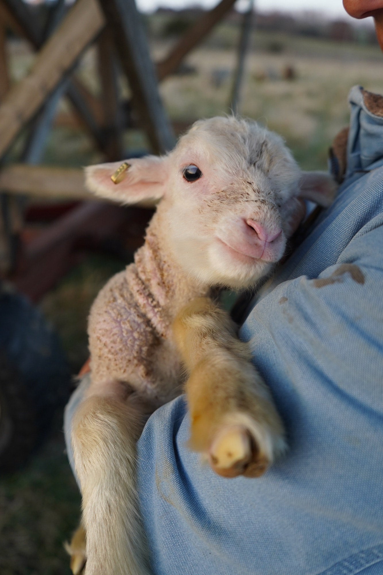 A Lamb Filled Farm Visit | Simple Hill Farm